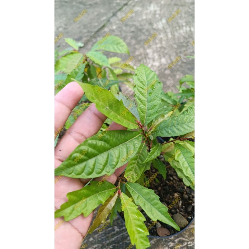 Jual Ficus phaeosyce | Shopee Indonesia
