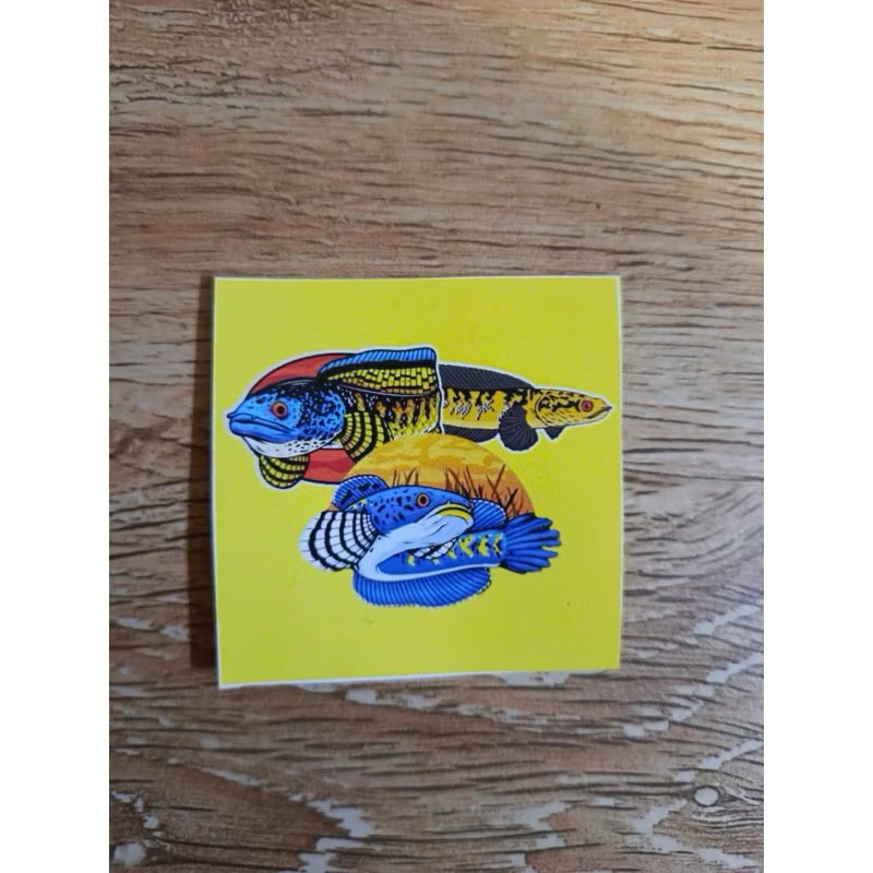 Jual stiker Channa golden pulchra ukuran 13-14cm | Shopee Indonesia