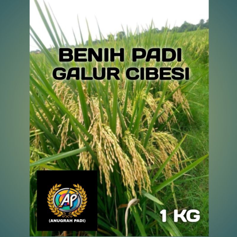 Jual BENIH PADI SUPER UNGGUL GALUR CIBESI BERKUALITAS KEMASAN 1KG | Shopee Indonesia