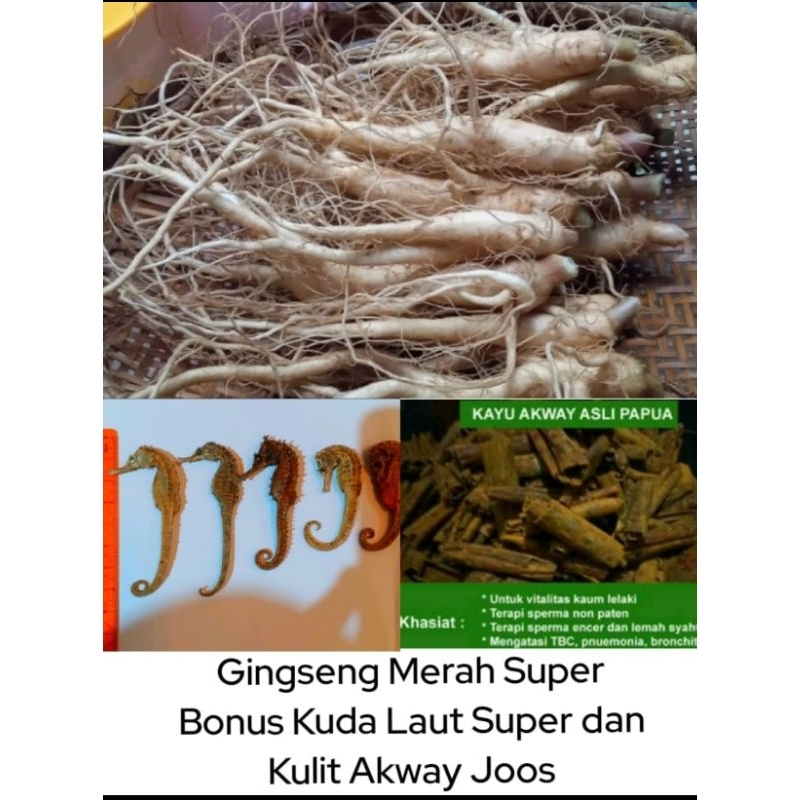 Jual Ginseng Merah Korea Bonus Kuda laut dan Akway | Shopee Indonesia