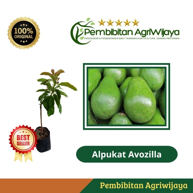 Jual Alpukat Varietas Avozilla Original Sambung Pucuk Unggul ...