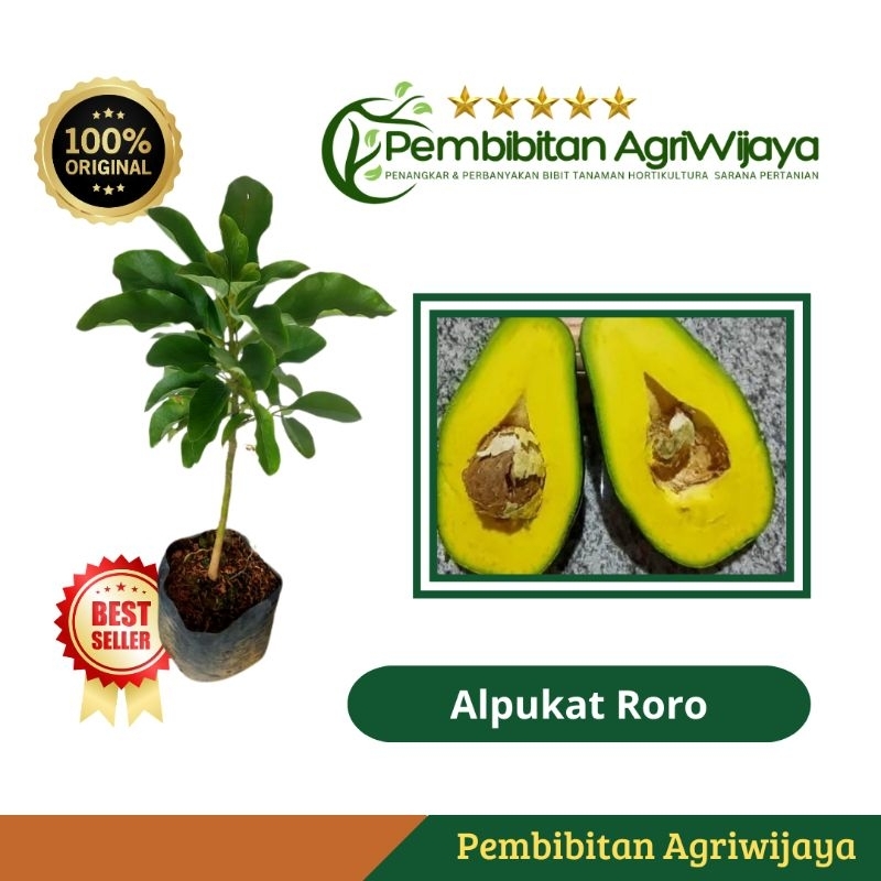 Jual Bibit Alpukat Varietas Roro Subaka Original Sambung Pucuk Unggul ...