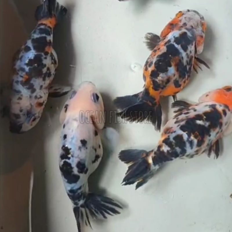 Jual ikan koki ranchu calico | Shopee Indonesia