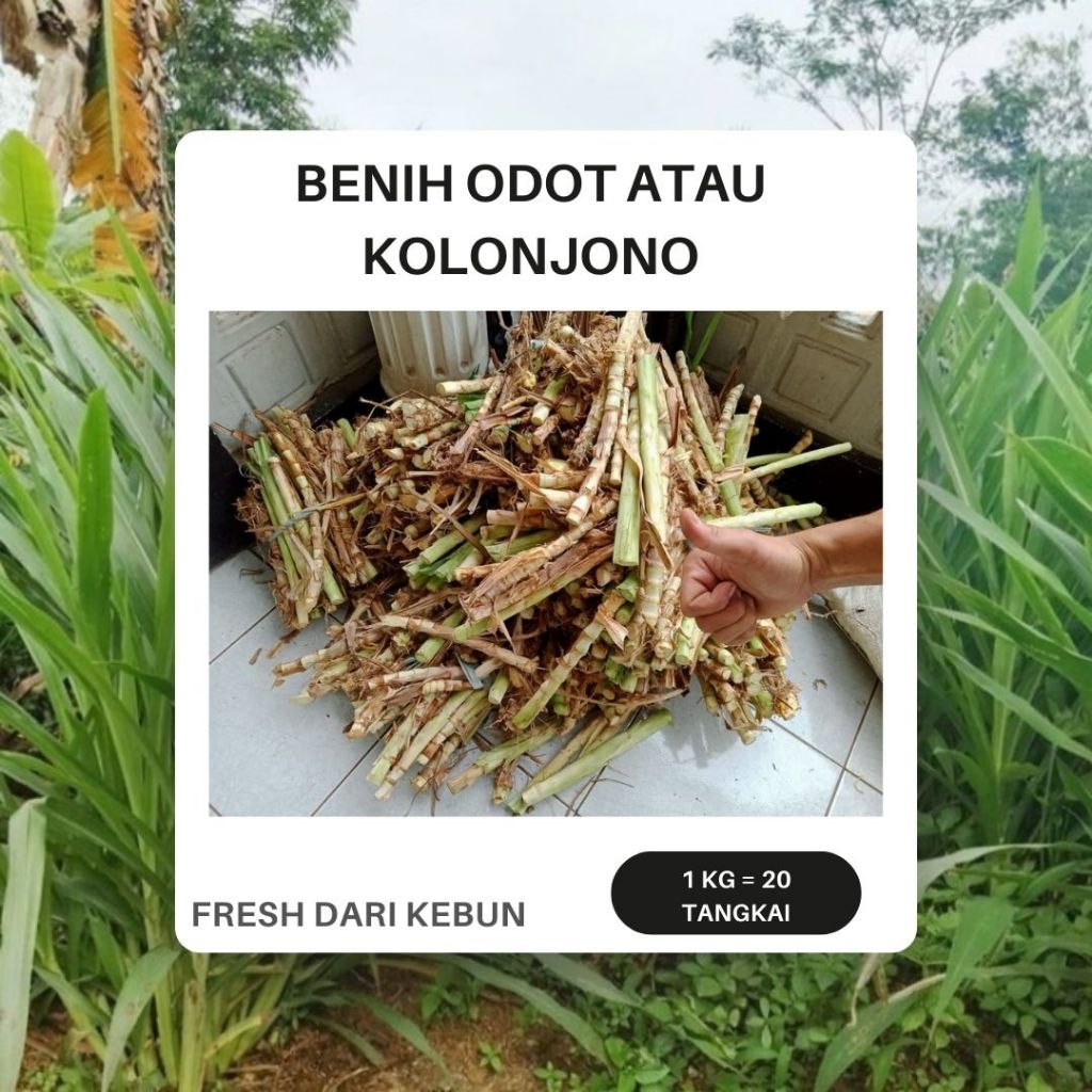 Jual Benih Atau Bibit Odot Kolonjono 1KG Pakan Ternak Isi 15-20 Batang ...