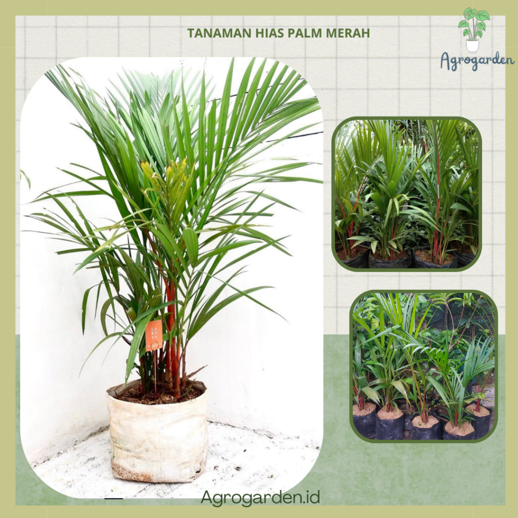 Jual Tanaman Pohon Palm Merah 1 meter - Tanaman Hias Palem - Tanaman ...