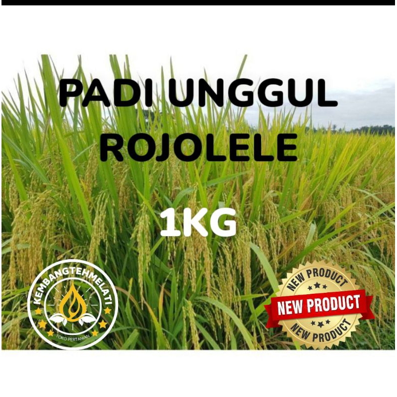 Jual BIBIT PADI UNGGUL ROJO LELE ORIGINAL KEMASAN 1KG | Shopee Indonesia