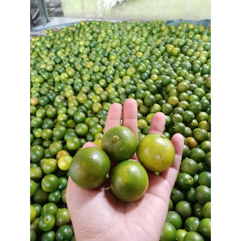 Jual jeruk peras 5kg jeruk kasturi/jeruk kunci segar | Shopee Indonesia