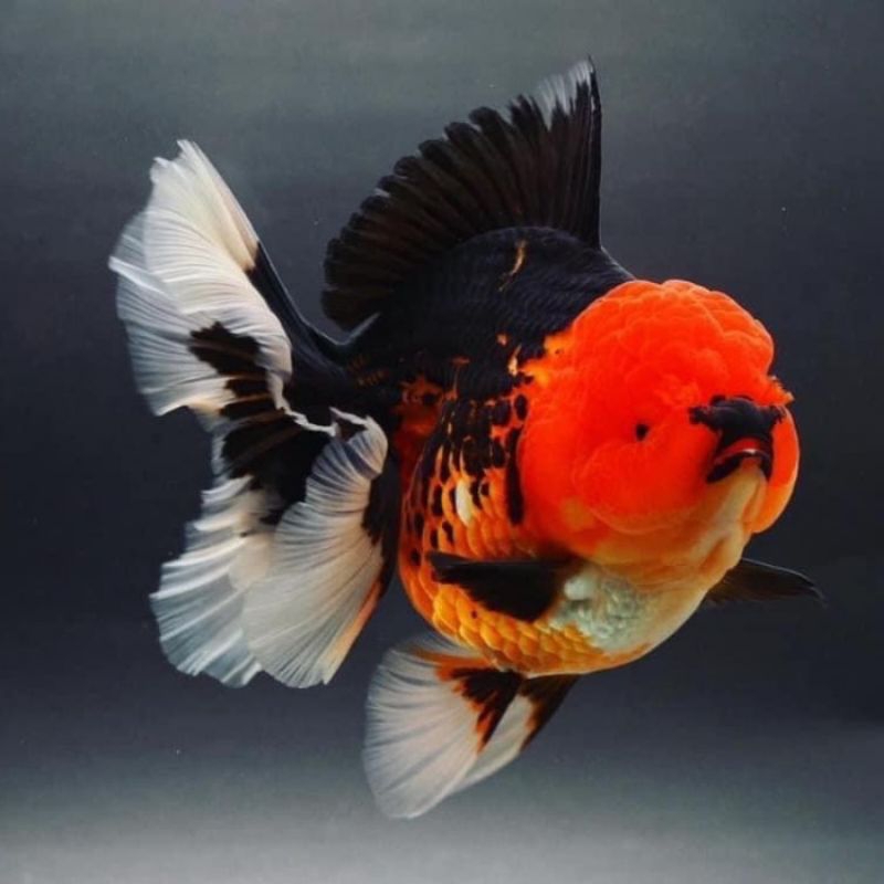Jual MAS KOKI ORANDA TRICOLOR | Shopee Indonesia