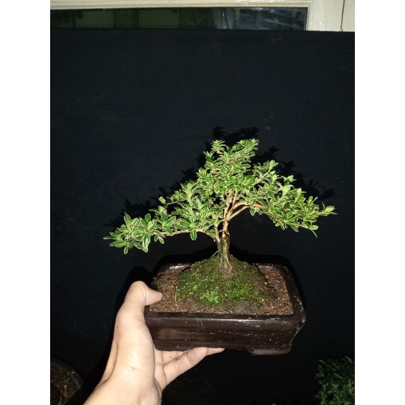 Jual Bonsai Melati Jepang / Mirten Varigata / Bonsai Hingkip | Shopee ...