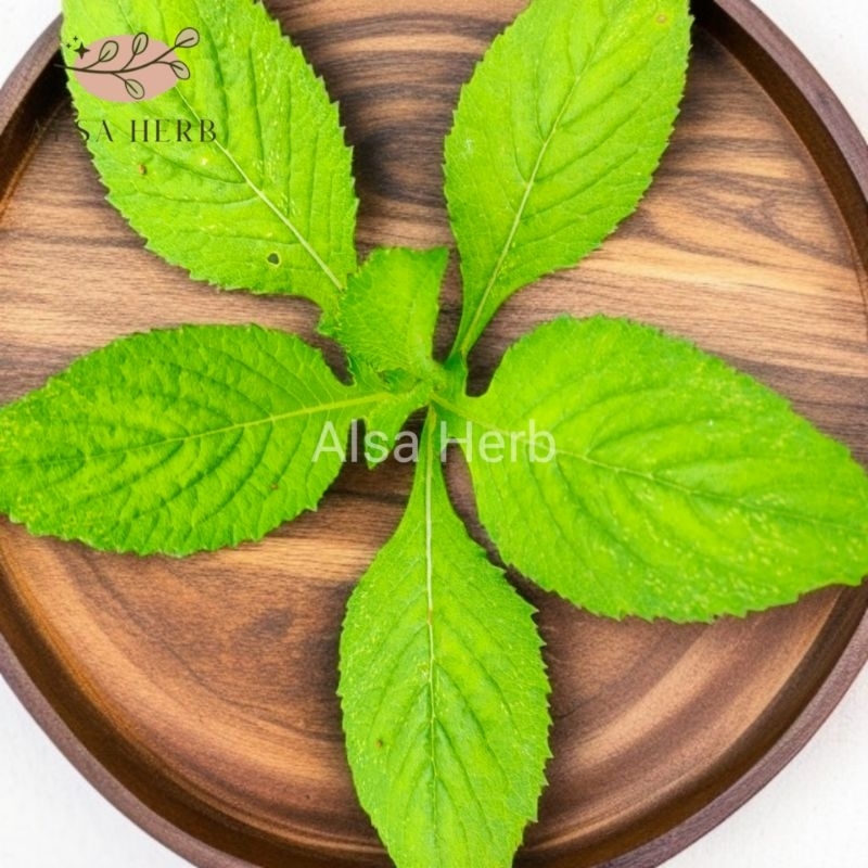 Jual Daun sintrong segar untuk lalapan berkhasiat | Shopee Indonesia