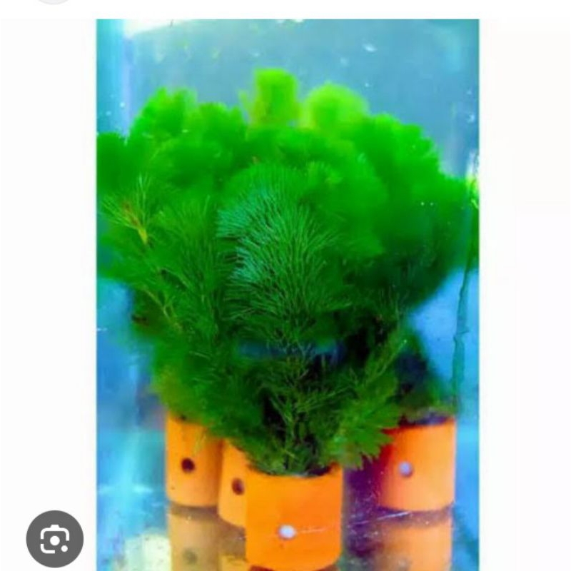 Jual taneman kabomba ijo pot aquarium | Shopee Indonesia