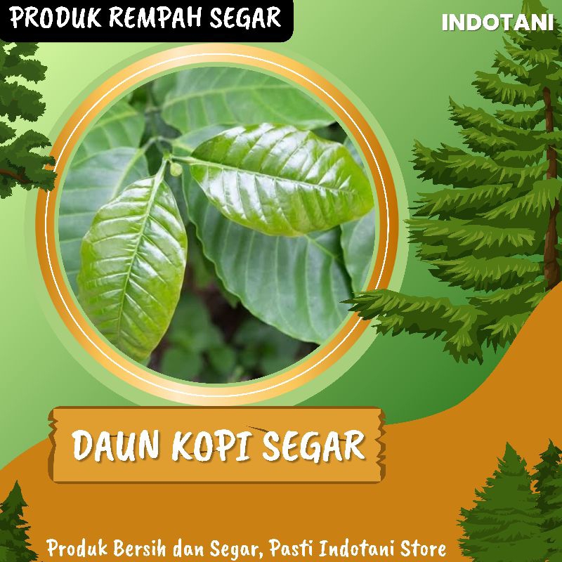 Jual INDOTANI_ Daun Kopi Segar 100 Lembar / Daun Kopi Kawa / Kopi Kawa ...