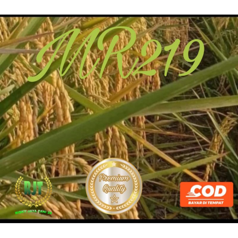 Jual BENIH PADI MR219 KEMASAN 1KG | Shopee Indonesia