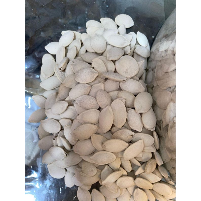 Jual KUACI PUTIH / KUACI PUTIH LABU ORIGINAL | Shopee Indonesia