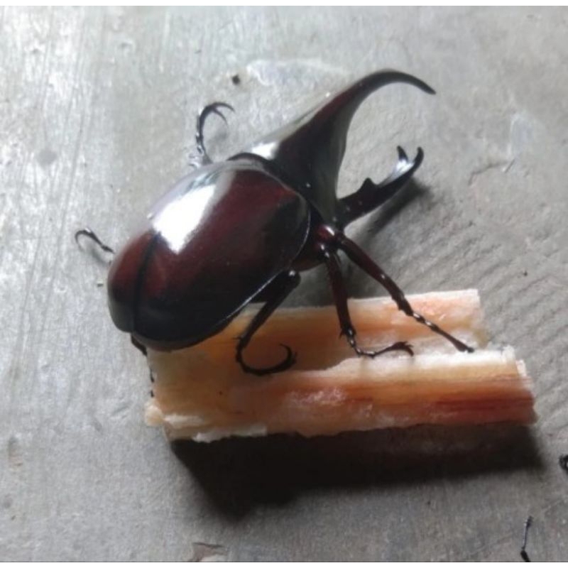 Jual Kumbang tanduk X. Gideon hidup | Shopee Indonesia