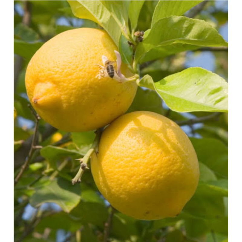 Jual Tanaman Lemon Eureka Jumbo tanpa biji (VARIGATA) | Shopee Indonesia