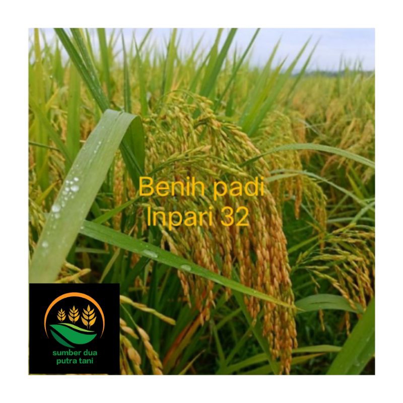 Jual BENIH PADI INPARI 32 KEMASAN 1KG TAHAN REBAH KUALITAS SUPER | Shopee Indonesia