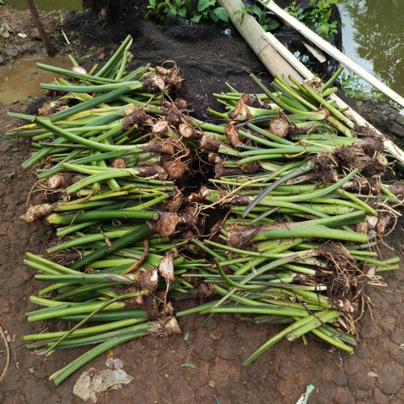 Jual bibit talas beneng unggulan per 1 kg | Shopee Indonesia