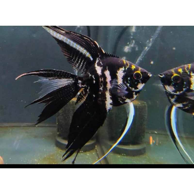 Jual MANFISH TRICOLOR SLAYER UKURAN M+ | Shopee Indonesia