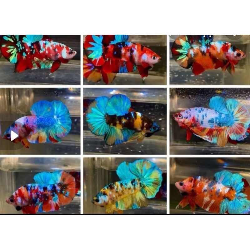 Jual PLAKAT MULTY GALAXY NEMO JANTAN (FREE PAKAN) | Shopee Indonesia