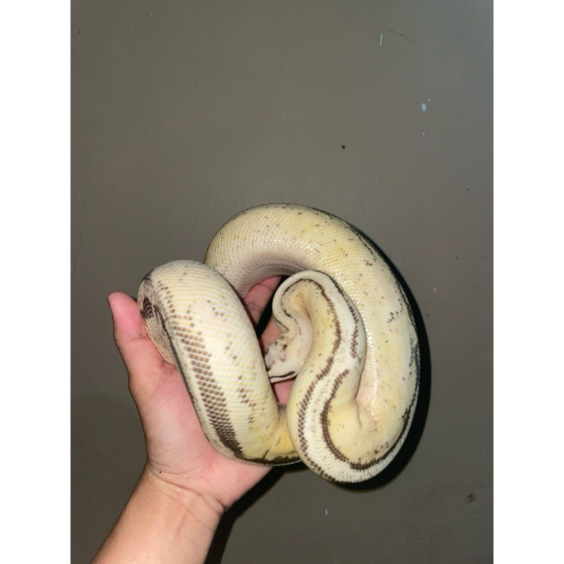 Jual Ball Python Pastel Super Stripe | Shopee Indonesia