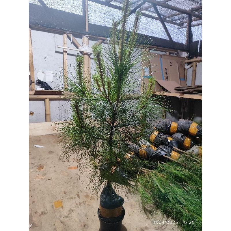Jual Pohon PINUS meter (80cm) tanaman merkusi | Shopee Indonesia