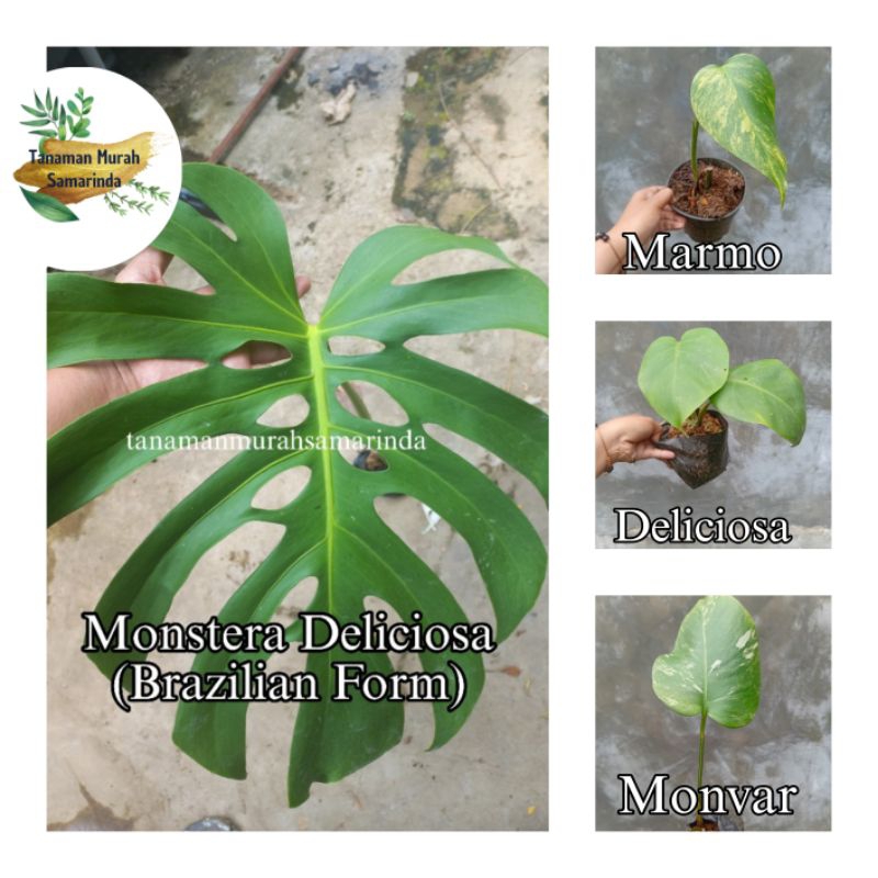 Jual TMS~ Monstera Brazilian Form bibit bonggol daun 1 berakar monstera ...