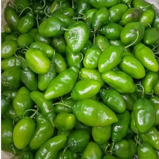 Jual Cabe Gendot Fresh 500gram | Cabe Gendot Super Pedas | Fresh dari ...