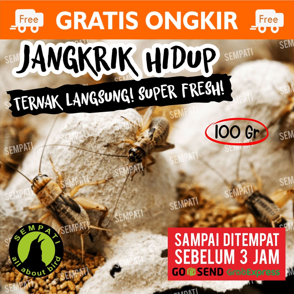 Jual SEMPATI Jangkrik Hidup 100 Gram Jangkrik Ternak Pakan Makanan ...