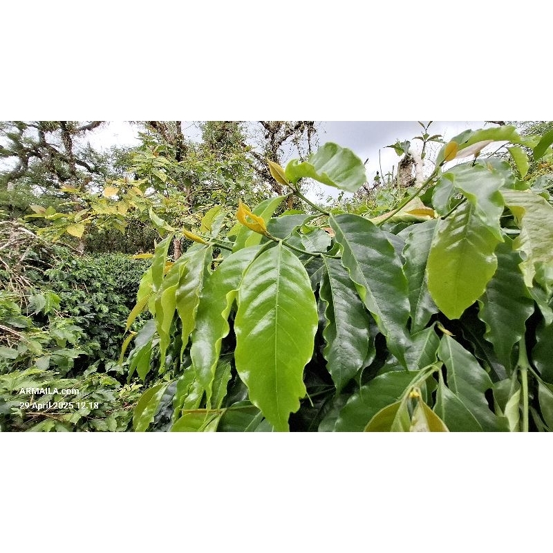 Jual Daun Kopi Segar/Kering 500 Gram Kawa Daun Kopi Teh Daun Kopi ...