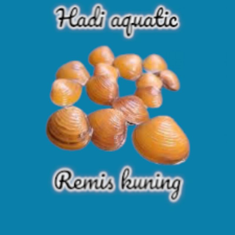 Jual remis kerang kuning hidup ( penjernih aquarium ) | Shopee Indonesia