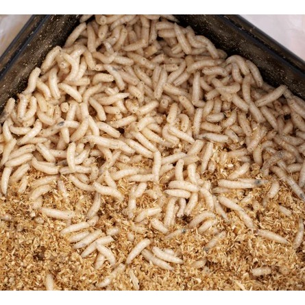 Jual Maggot fresh hidup 200 Gram Pakan Ikan, Burung, Ayam dan yang ...