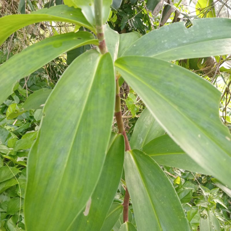 Jual Jual daun pacing atau costus segar organik 500 g | Shopee Indonesia