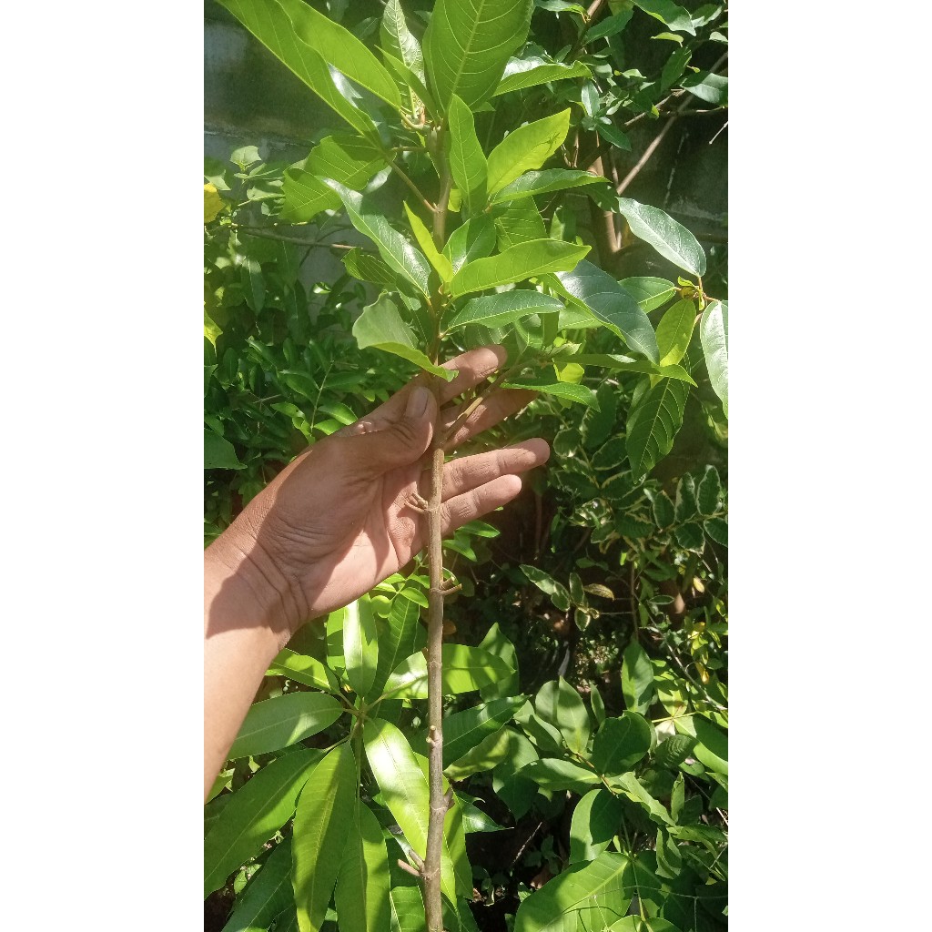 Jual Stek Batang Bibit Pohon Loa | Shopee Indonesia