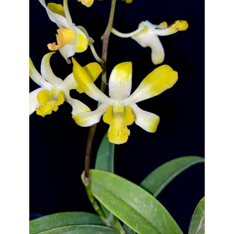 Jual Dendrobium Genting Royal | Shopee Indonesia