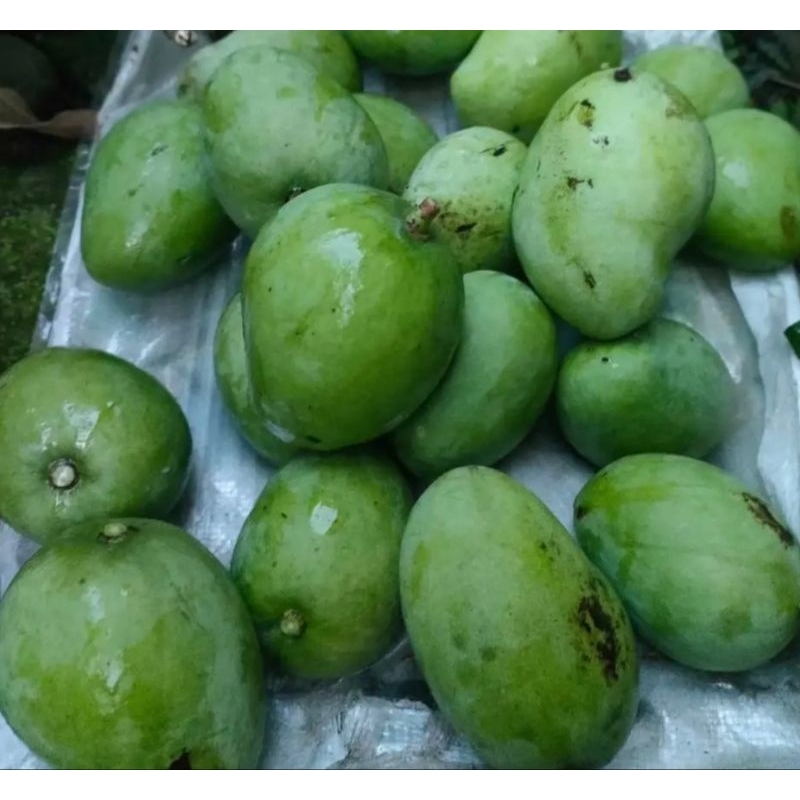 Jual mangga muda 1kg | Shopee Indonesia