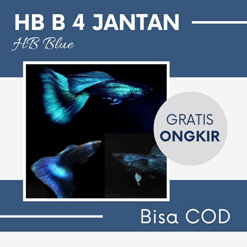 Jual Paket 4 pcs HB Dark Blue (male) | Shopee Indonesia
