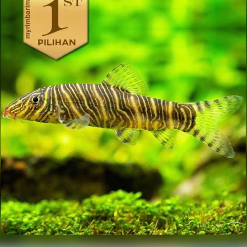 Jual IKAN HIAS BOTIA GREEN BOTIA HIJAU IKAN HIAS AQUASCAPE AQUARIUM ...