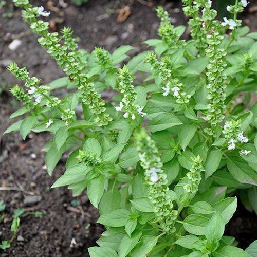 Jual Bibit Kemangi Tanaman Aromatik Bumbu Dapur Herbal Toga | Shopee ...
