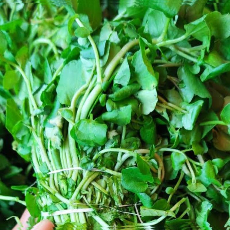 Jual Selada Air - Per Ikat | Shopee Indonesia