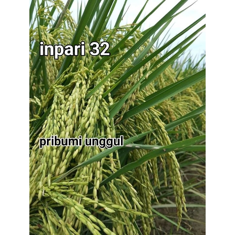Jual BENIH BIBIT PADI 5KG INPARI 32 BERKWALITAS UNGGUL ORIGINAL | Shopee Indonesia
