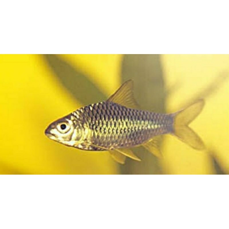 Jual Yellow Barb / Marginatus Barb / Hiasan Aquarium / Pelengkap ...