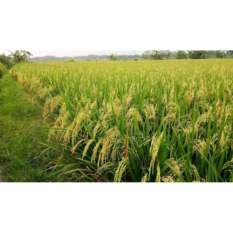 Jual BENIH PADI INPARI 32 KEMASAN 1KG | Shopee Indonesia