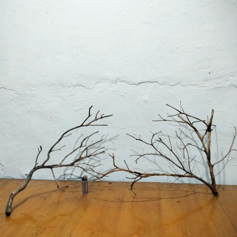 Jual akar pohon santigi laut ranting pohon santigi laut dekorasi ...