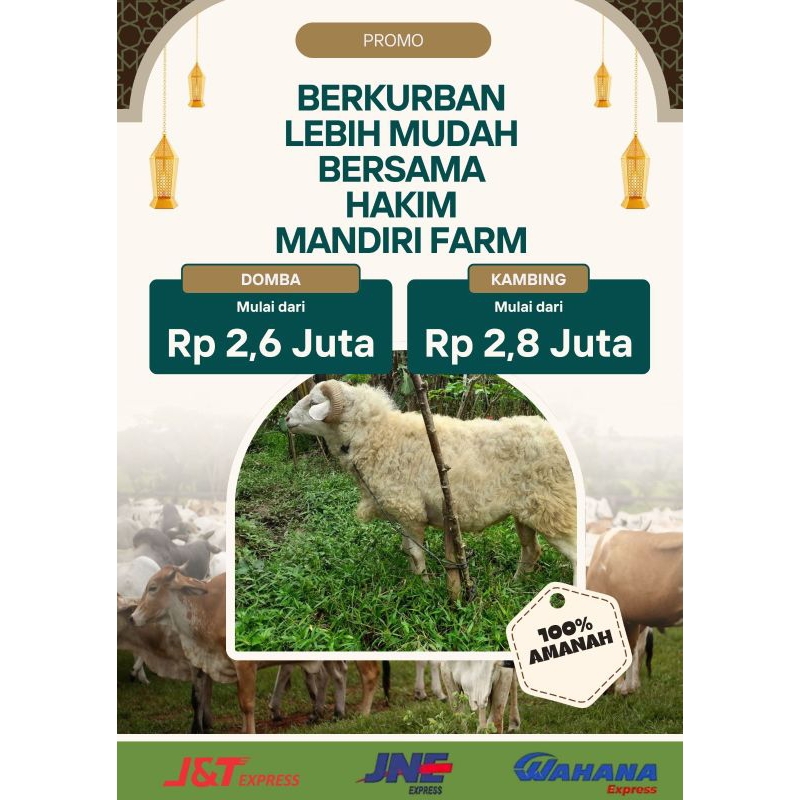 Jual Hewan Qurban Kambing Domba Qurban Kurban Hidup | Shopee Indonesia
