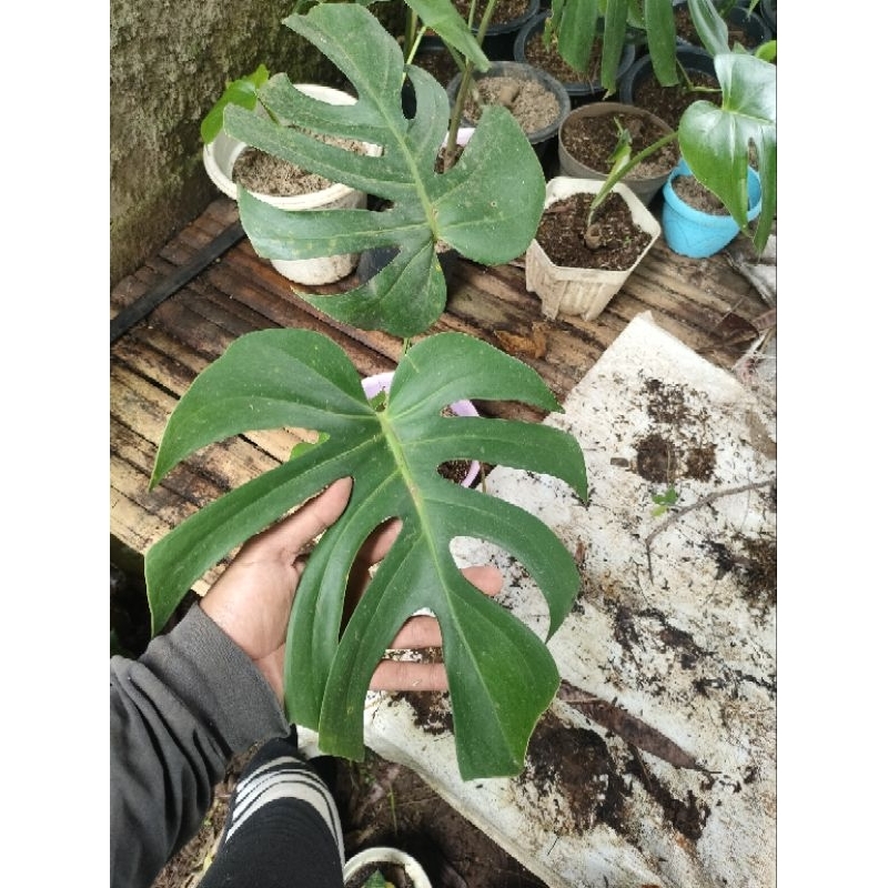 Jual Anakan Tanaman Hias Monstera Brazilian Form | Shopee Indonesia