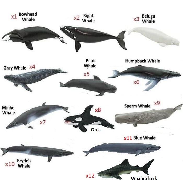 Jual Figure Mainan Miniatur Ikan Hiu Paus Beluga Humpback Orca Whale ...