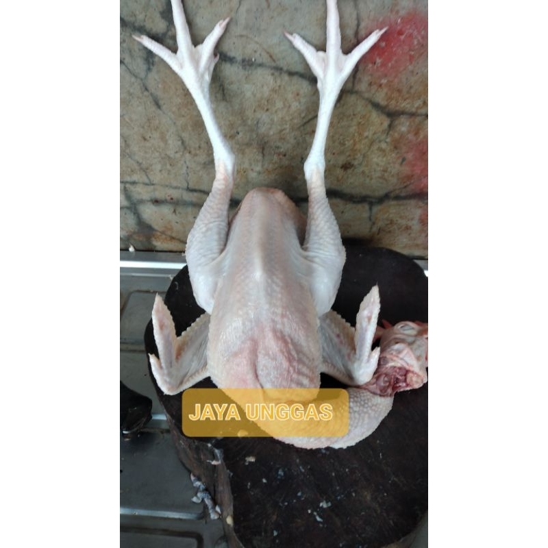 Jual ayam petelur fresh besar/ ayam merah/ayam afkir/ayam tua | Shopee ...