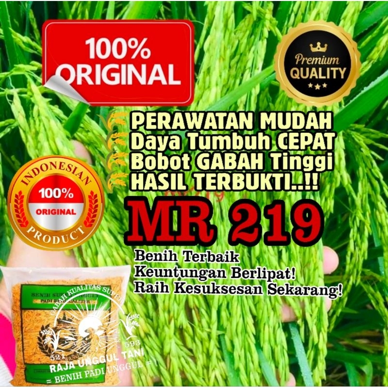 Jual 1Kg BENIH PADI SUPER UNGGUL MR 219 GABAH BERKUALITAS BIBIT MR219 TAHAN REBAH WERENG ...