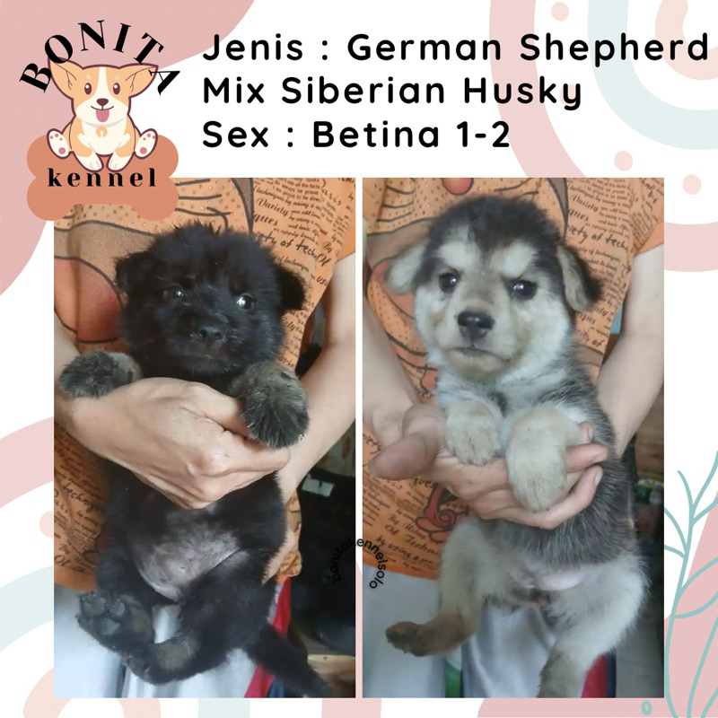 Jual German Shepherd Mix Siberian Husky Anak Anjing Herder Mix Husky ...